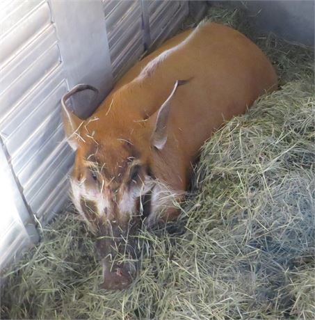 WildLife Buyer, LLC. - 0.1 RED RIVER HOG TAG#284 (ALT)