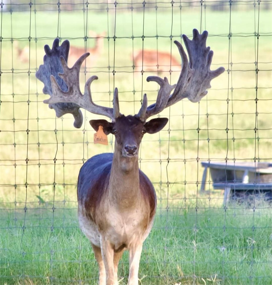 WildLife Buyer, LLC. - 3 yr old Fallow Buck