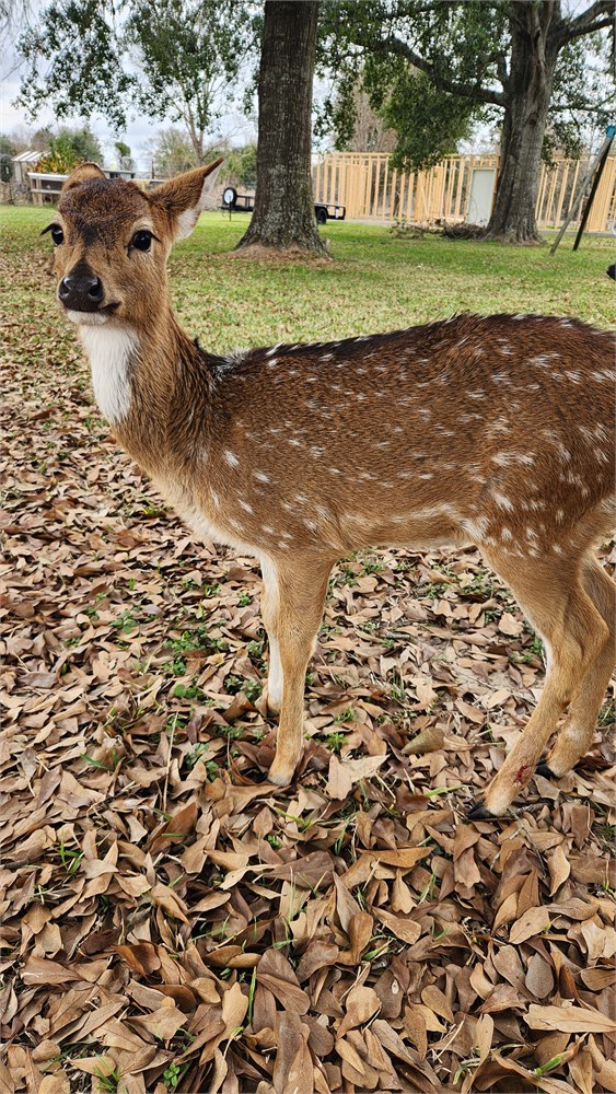 WildLife Buyer, LLC. - Finished bottle baby axis buck