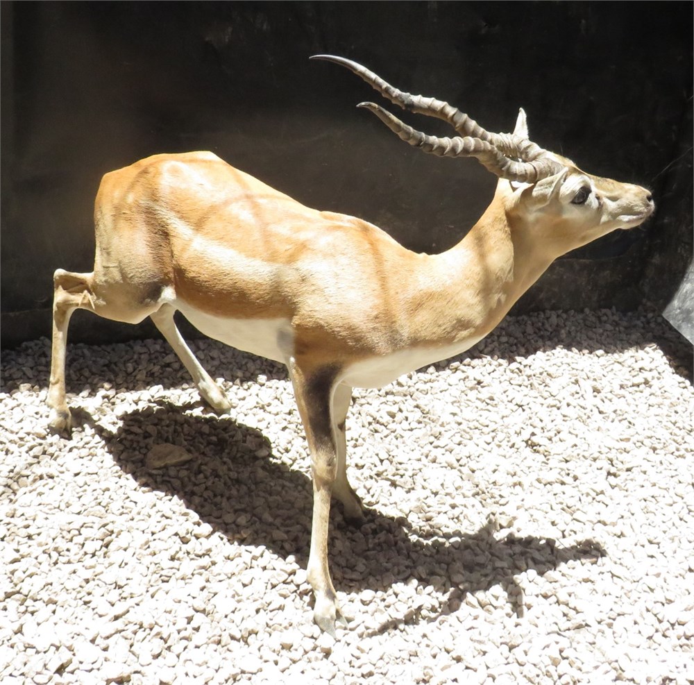 WildLife Buyer, LLC. - 1.0 BLACKBUCK TAG#367 (NKB#5)