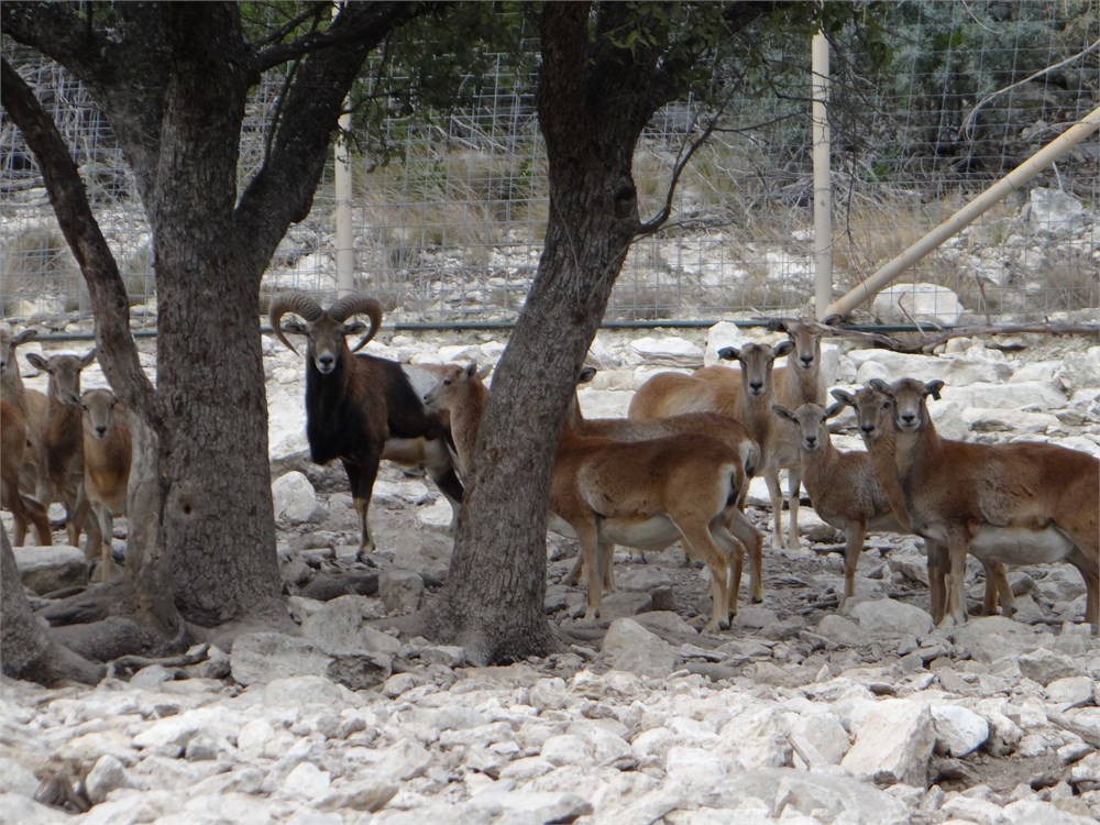WildLife Buyer, LLC. - 0.5 Iranian Red Sheep