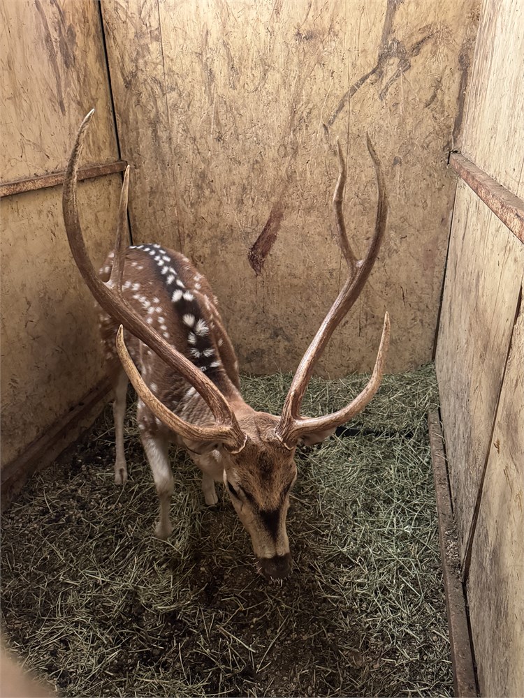 WildLife Buyer, LLC. - 1.0 Big Axis Buck