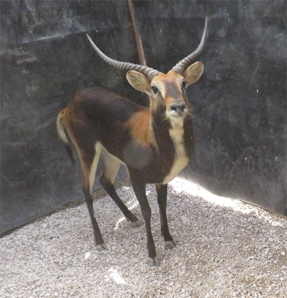 WildLife Buyer, LLC. - 1.0 NILE LECHWE CROSS (RB#13) *UPDATED PHOTOS ...