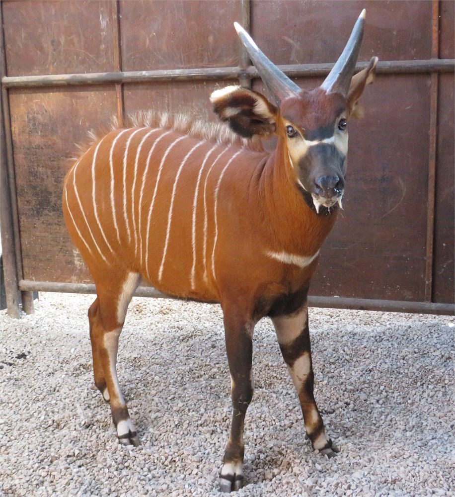 WildLife Buyer, LLC. - 1.0 BONGO (NKB#15)