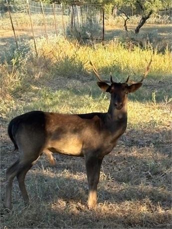 WildLife Buyer, LLC. - 2 yr old Fallow Buck