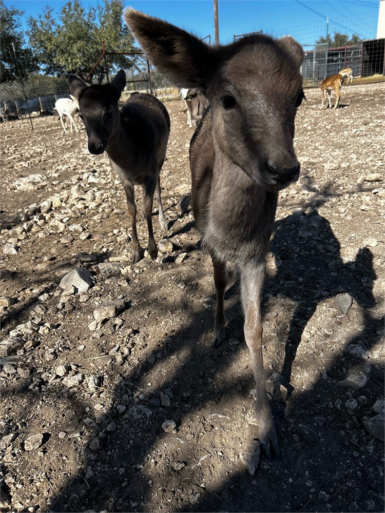WildLife Buyer, LLC. - 0.1 Bottle Raised Fallow Doe - Exceptional Genetics