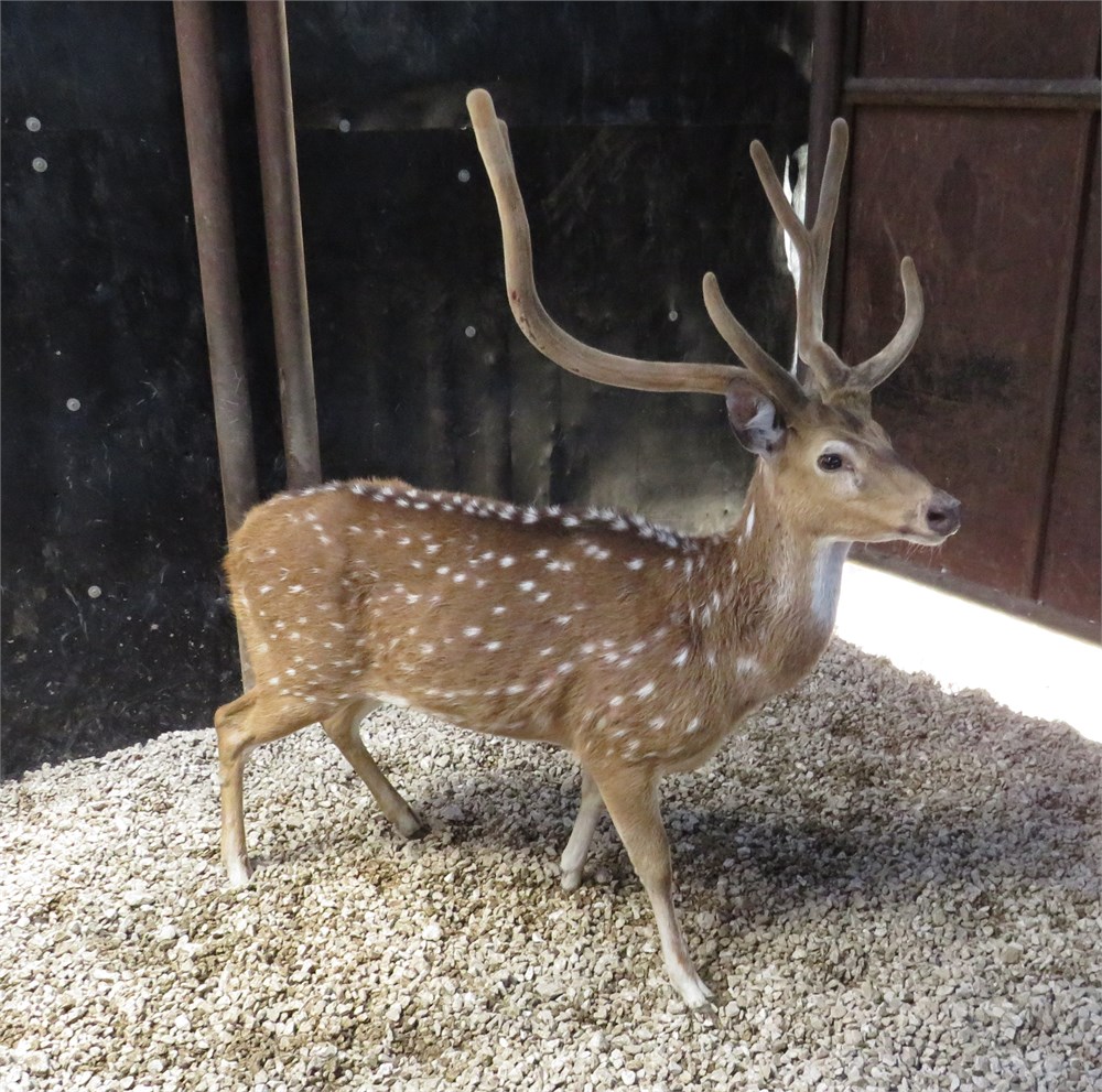 WildLife Buyer, LLC. - 1.0 AXIS TAG#303 (NKB#9) - Ask About Insurance