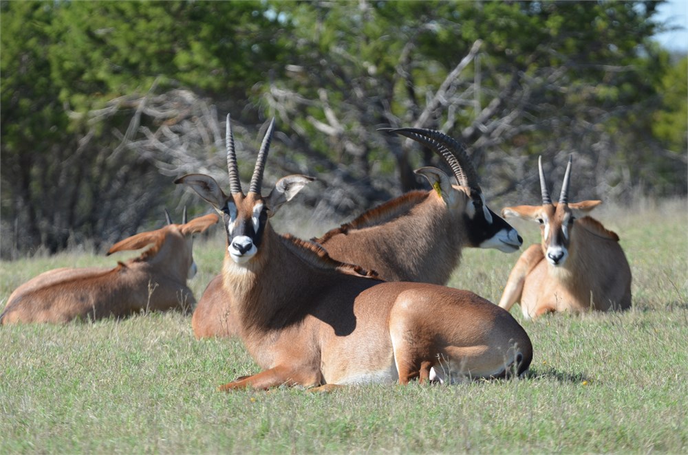 WildLife Buyer, LLC. - 1.1 ROAN – BREEDING PAIR