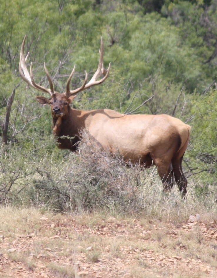 WildLife Buyer, LLC. - 0.1 ELK (WB#2) BBRL