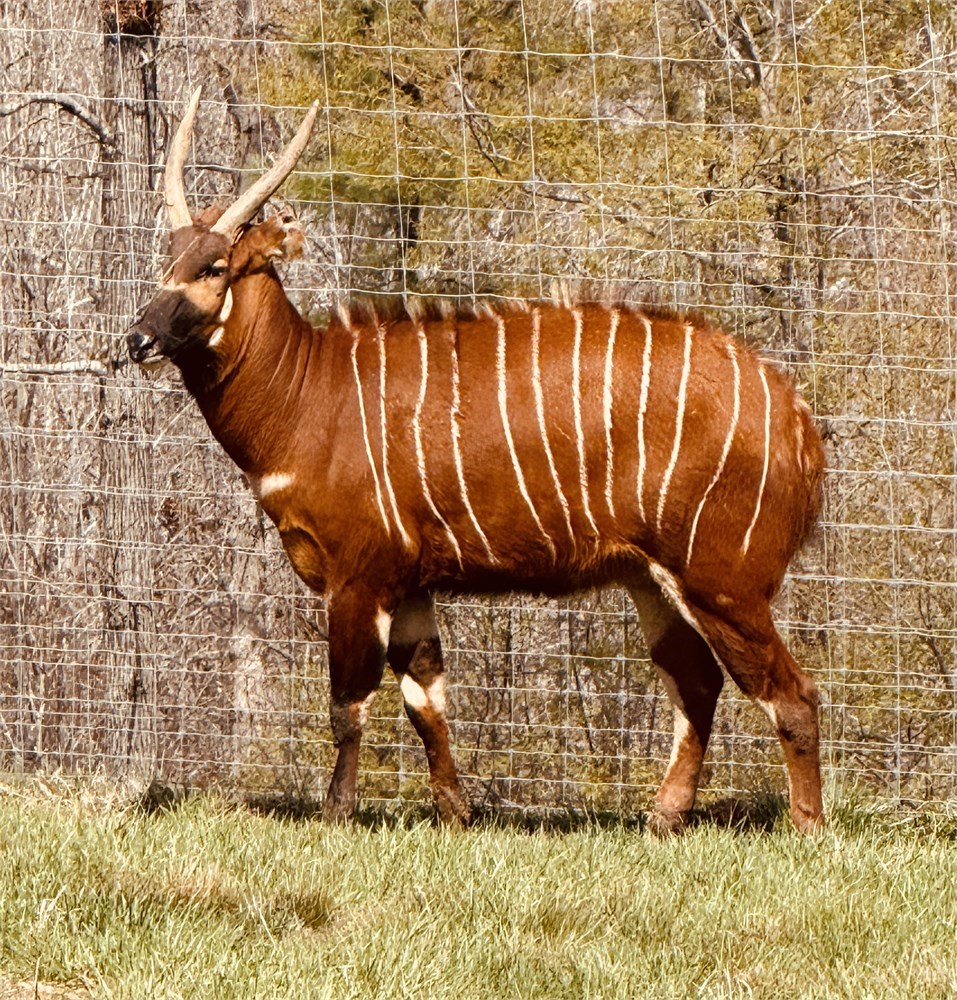 WildLife Buyer, LLC. - FEMALE BRED BONGO