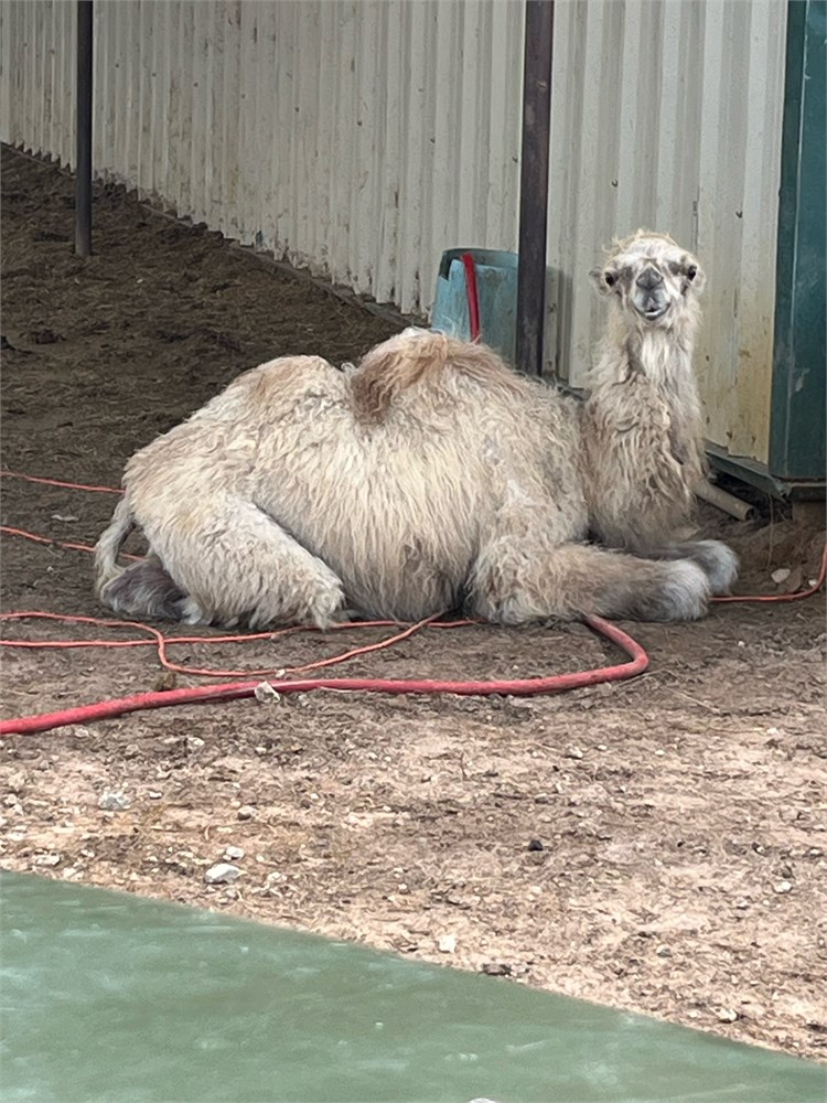 WildLife Buyer, LLC. - 4 month old white bactrian bull