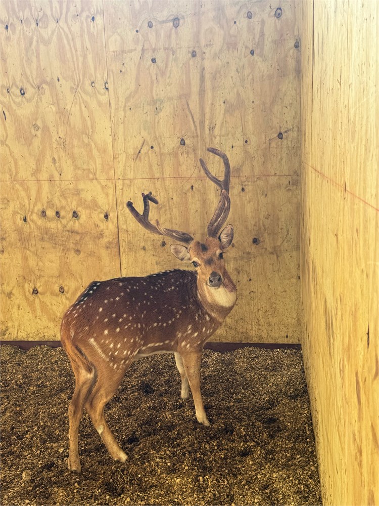 WildLife Buyer, LLC. - 1.0 velvet axis buck