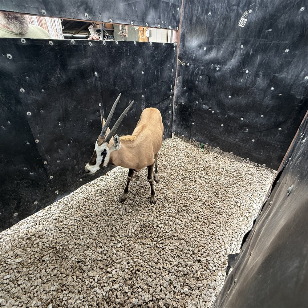 WildLife Buyer, LLC. - 0.1 gemsbok/scimbok cross