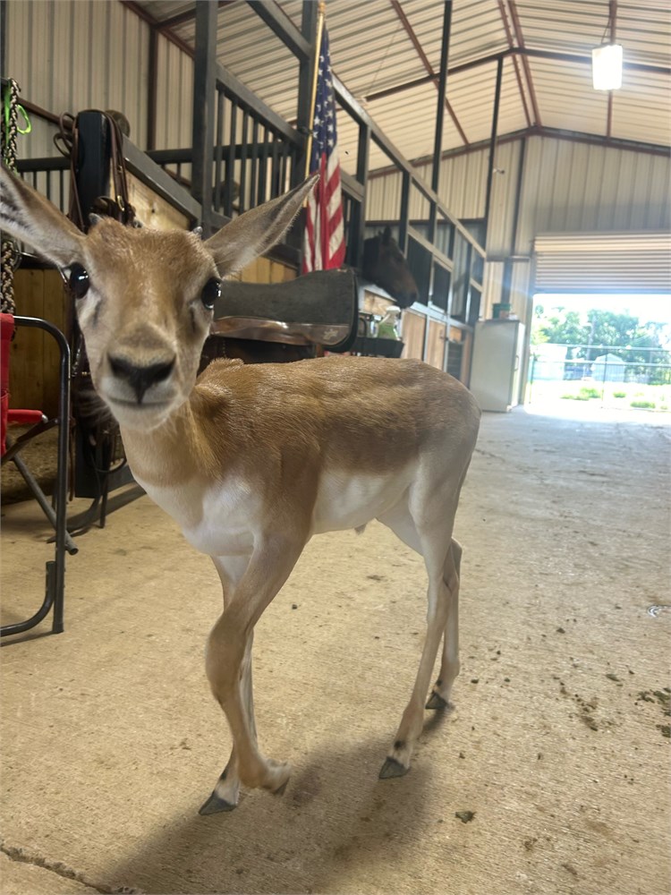 WildLife Buyer, LLC. - ‼️Bottle raised black buck‼️