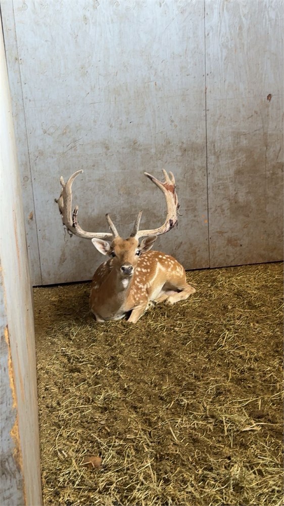 WildLife Buyer, LLC. - 2.0 3 year old fallow