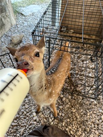 WildLife Buyer, LLC. - bottled baby axis girl!