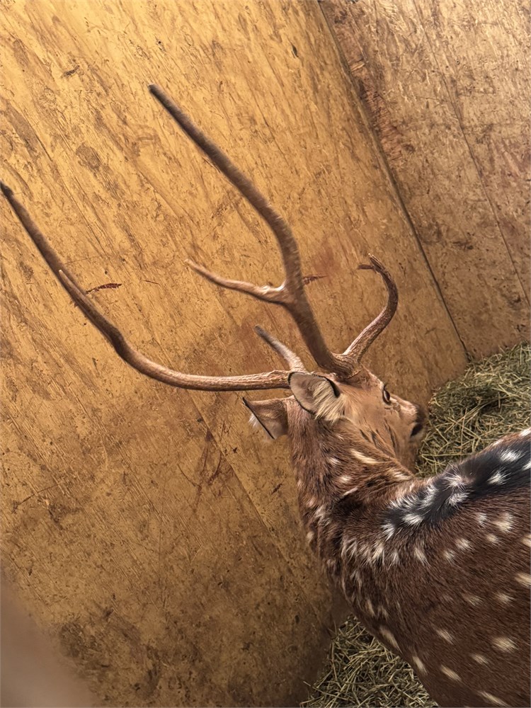 WildLife Buyer, LLC. - Winter Axis Buck