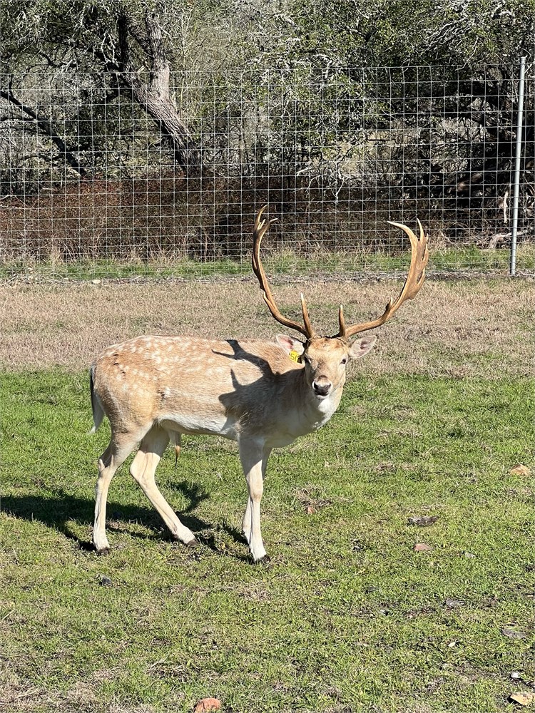 WildLife Buyer, LLC. - 1.0 FALLOW