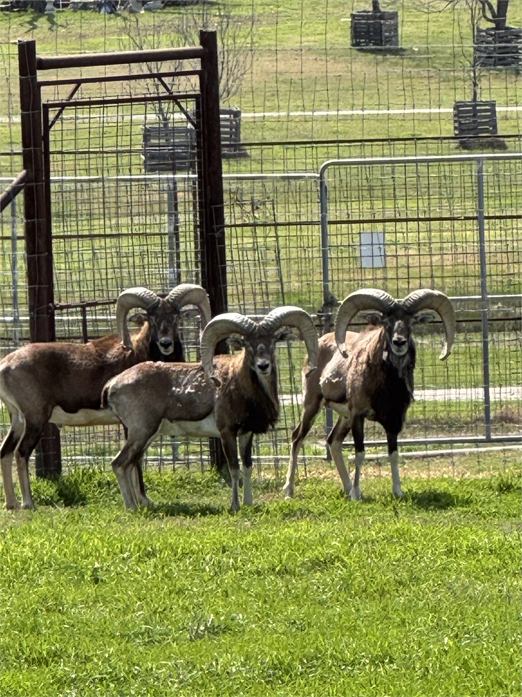 WildLife Buyer, LLC. - 3.0 Heavy Horned Phantom Rams