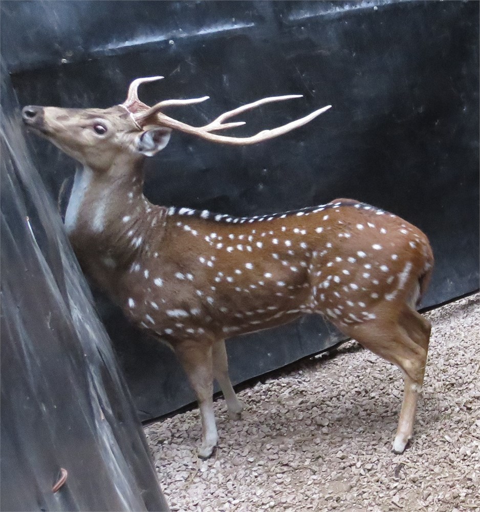 WildLife Buyer, LLC. - 1.0 AXIS (RB#6) - Ask about insurance
