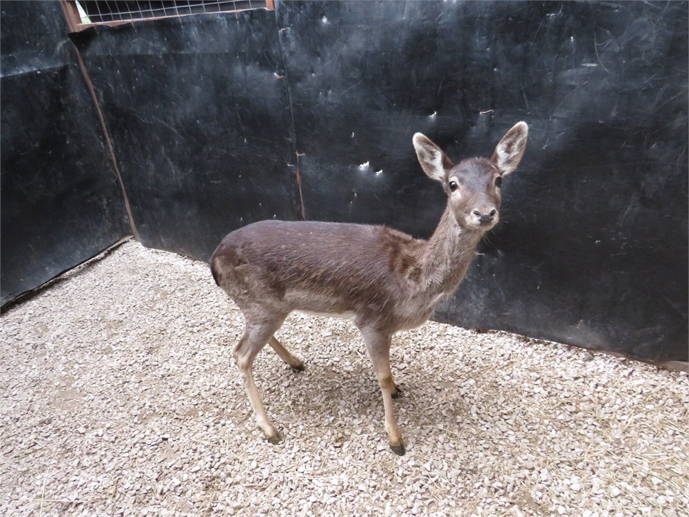 WildLife Buyer, LLC. - 0.1 FALLOW (RB#8) - Ask About Insurance