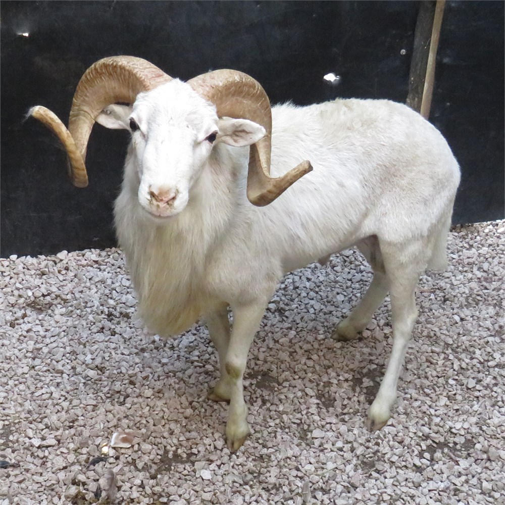 WildLife Buyer, LLC. - 1.0 TX DALL TAG#327 (OKB#2)