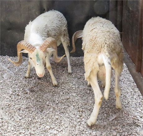 WildLife Buyer, LLC. - 2.0 TX DALL (NKB#12)