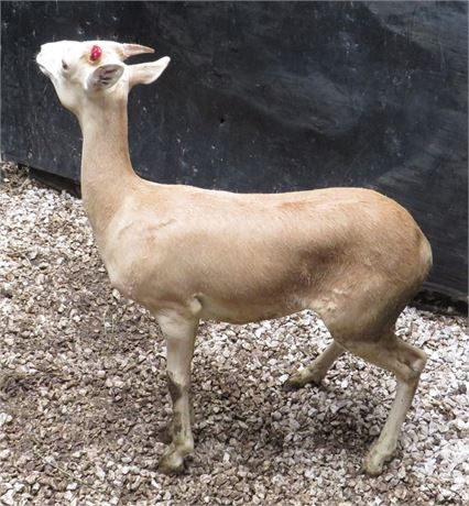 WildLife Buyer, LLC. - 0.1 SNOW URIAL (OKB#4-4)