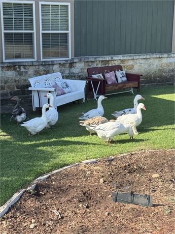 WildLife Buyer, LLC. - 8 Geese