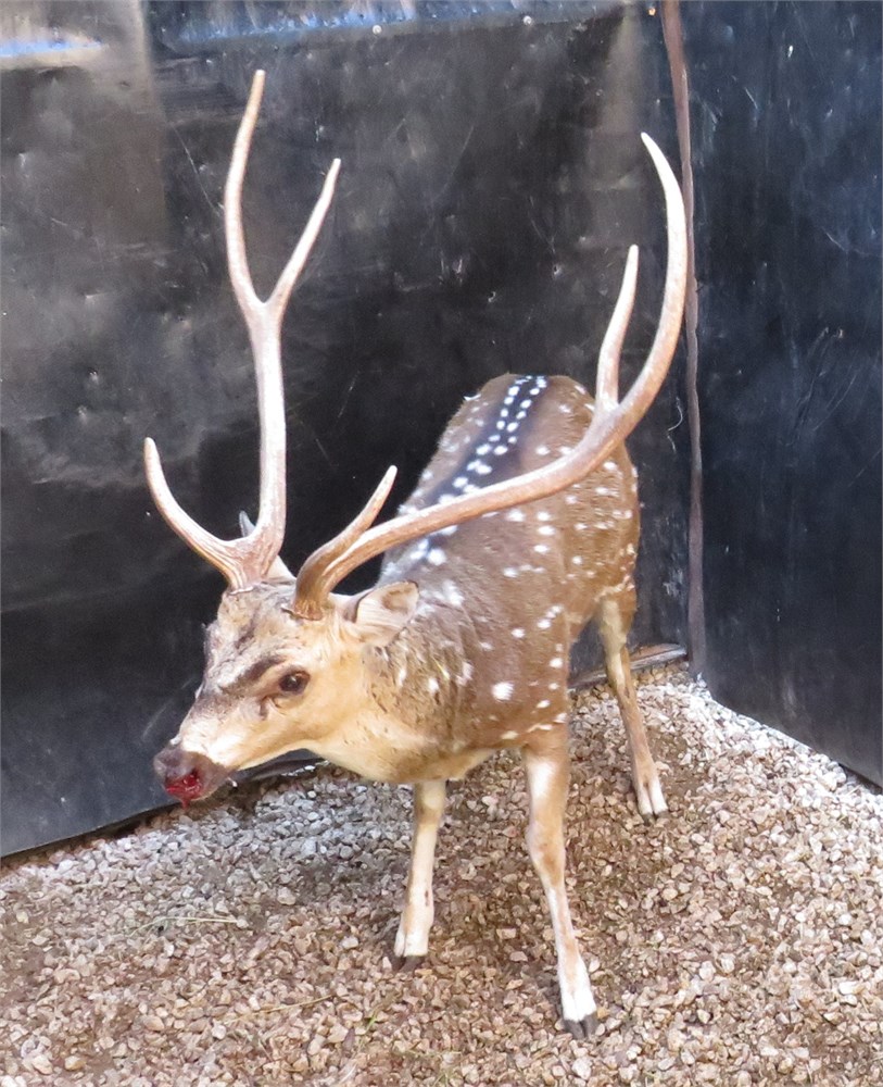WildLife Buyer, LLC. - 1.0 BIG AXIS (RB#10) - Ask about insurance