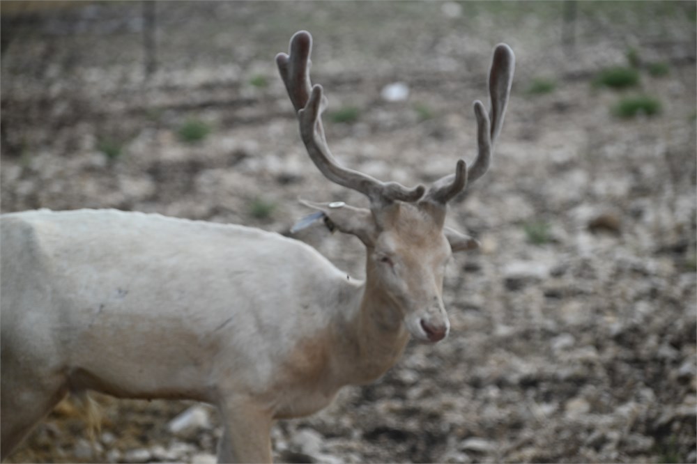 WildLife Buyer, LLC. - 1.0 White Fallow - Calm Young Buck