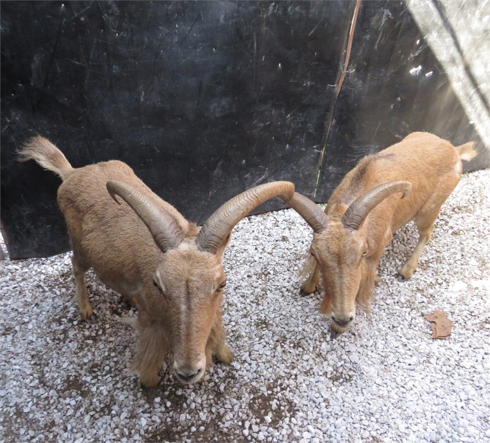 WildLife Buyer, LLC. - 0.2 AOUDAD (RB#14)