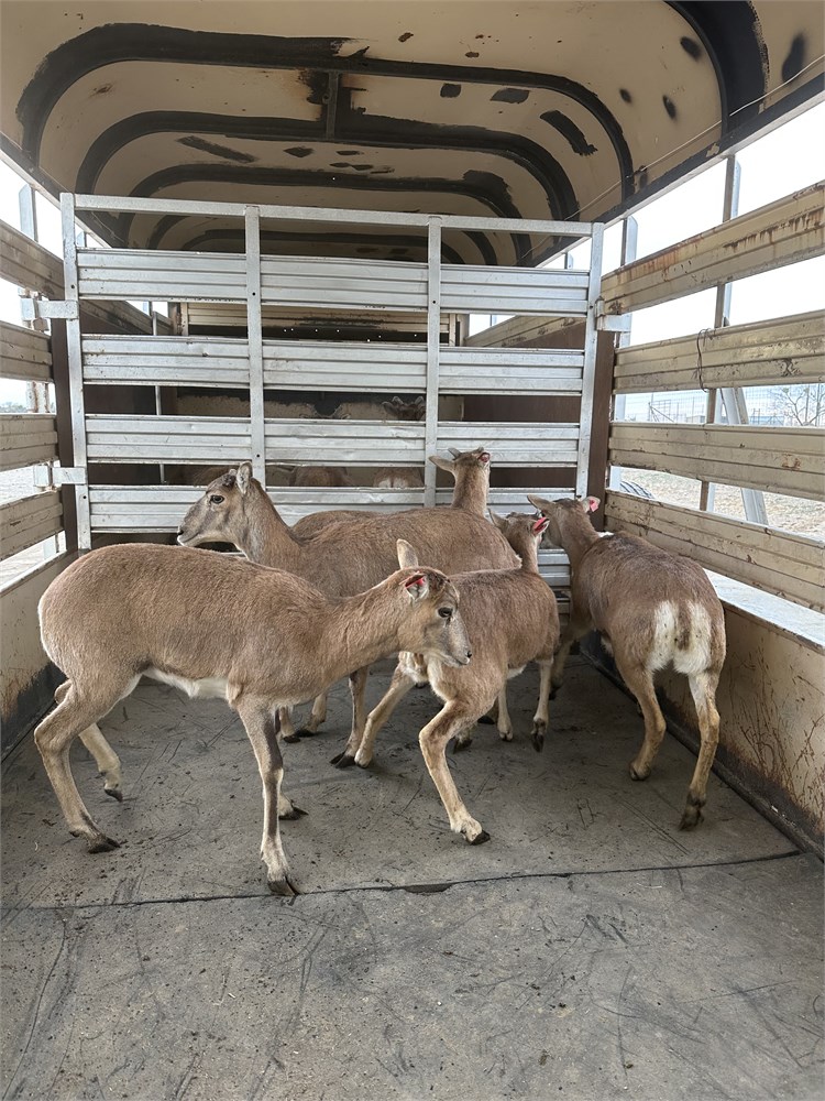 WildLife Buyer, LLC. - 0.5 Exposed iranian red sheep