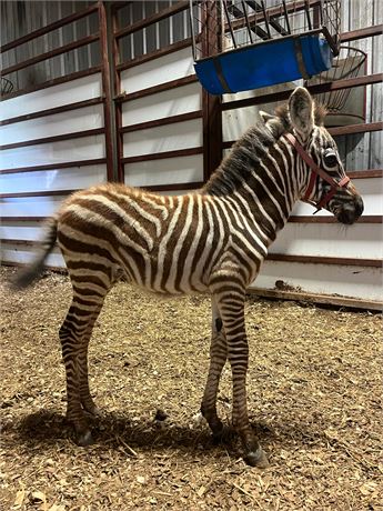 WildLife Buyer, LLC. - 1.0 Zebra colt