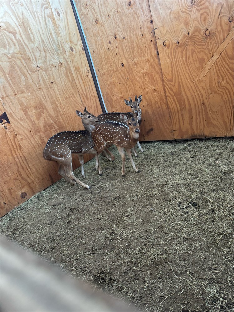 WildLife Buyer, LLC. - 3 Axis bucks 歷
