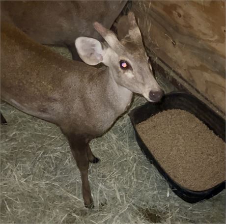 WildLife Buyer, LLC. - 1.0 hog deer #2 - BOERNE