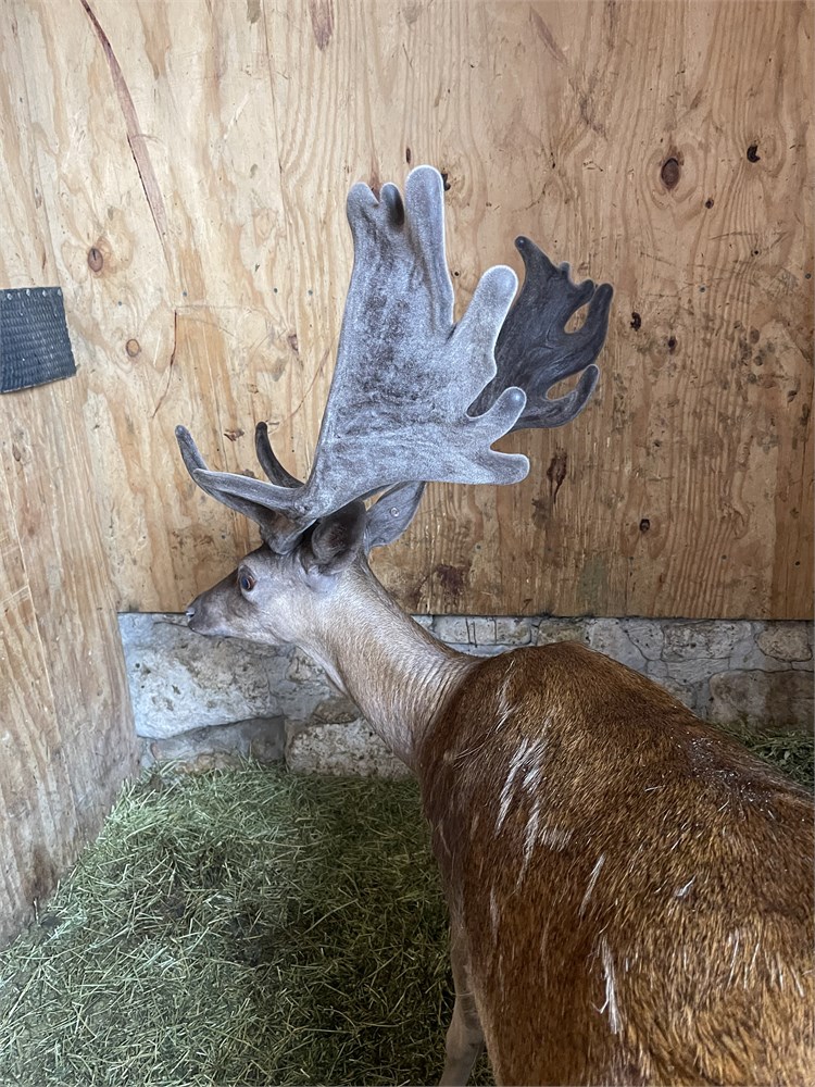 WildLife Buyer, LLC. - Fallow