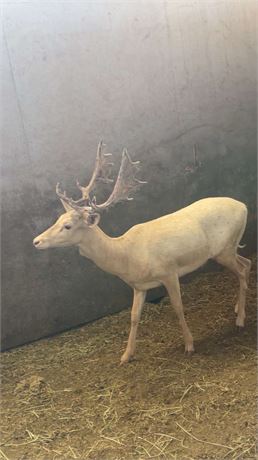 WildLife Buyer, LLC. - 1.0 2 year old fallow