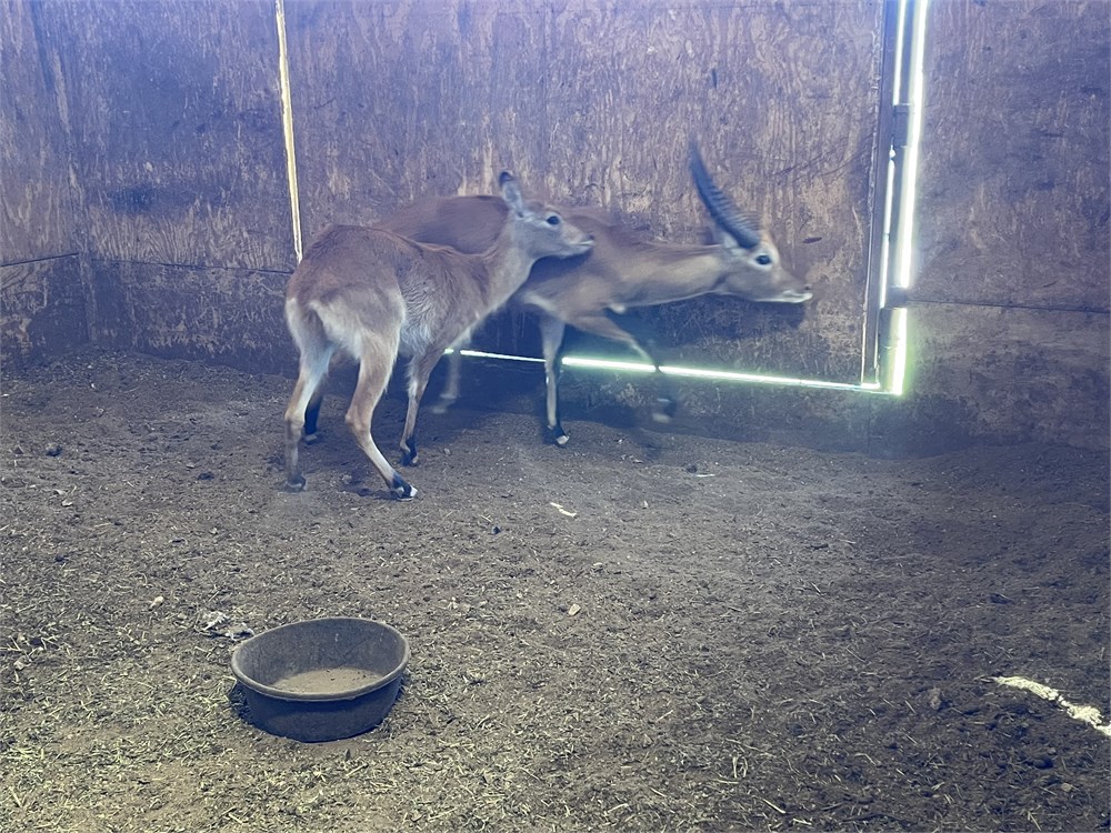 WildLife Buyer, LLC. - 1.1 RED LECHWE