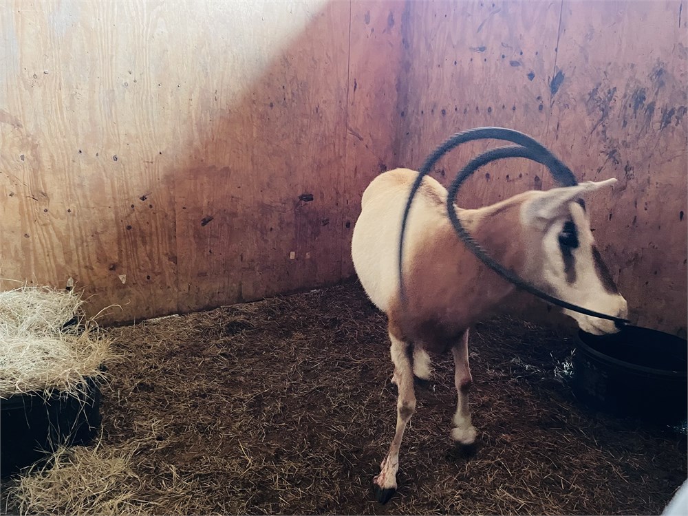 WildLife Buyer, LLC. - 0.1 Oryx cow