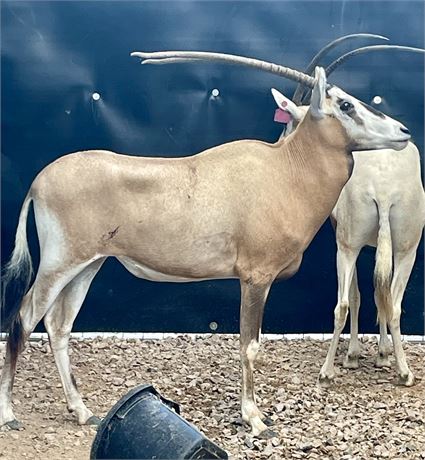 WildLife Buyer, LLC. - 0.1 Scimbok Cow