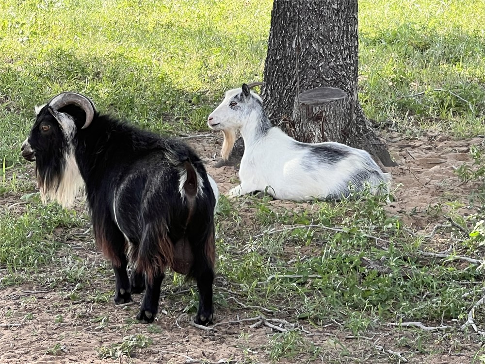 WildLife Buyer, LLC. - Nigerian Buck Goat