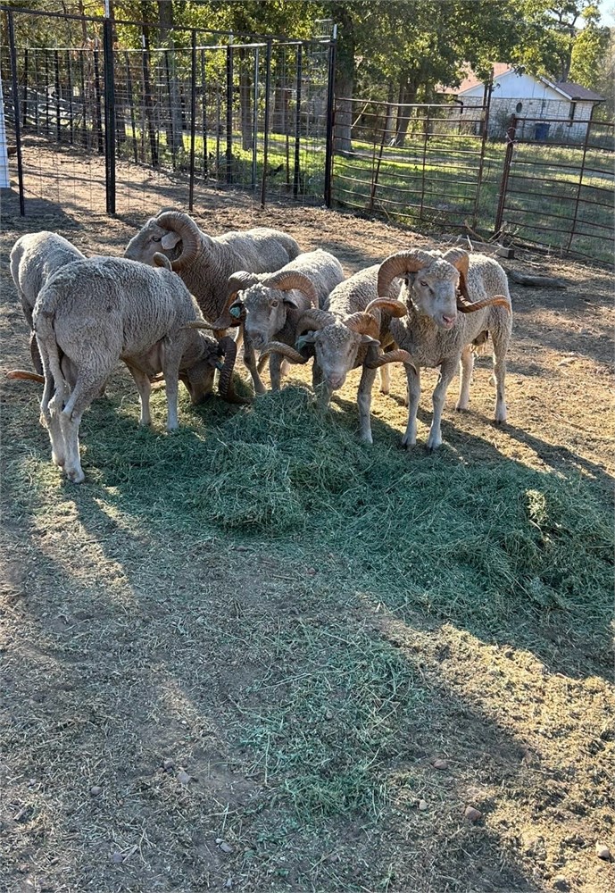 WildLife Buyer, LLC. - 6.0 shooter rambo rams