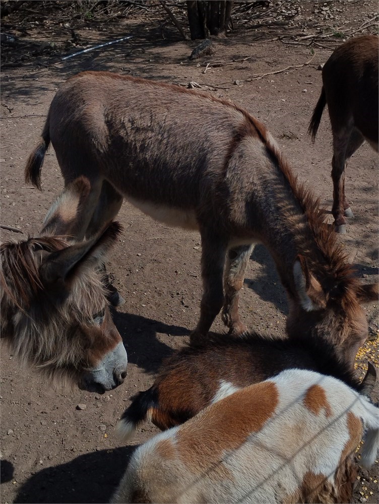 WildLife Buyer, LLC. - Mini chocolate stud donkey