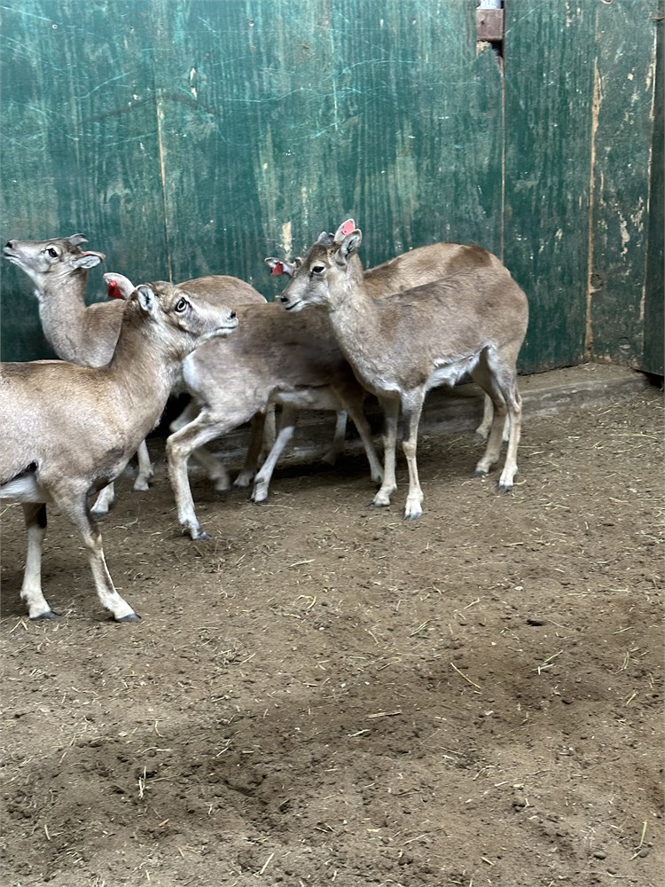 WildLife Buyer, LLC. - 0.5 Exposed iranian red sheep