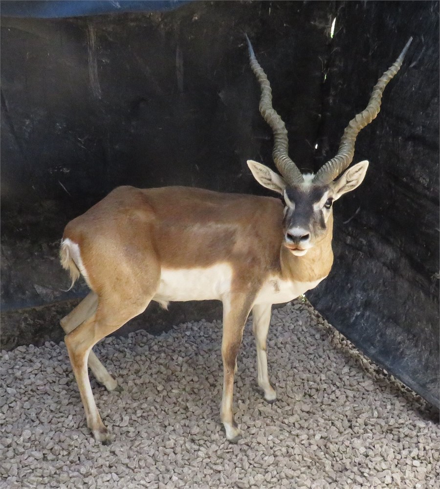 WildLife Buyer, LLC. - 1.0 BLACKBUCK (OKB#6-6)