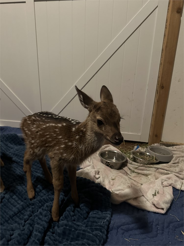 WildLife Buyer, LLC. - 1.0 Bottle baby axis buck