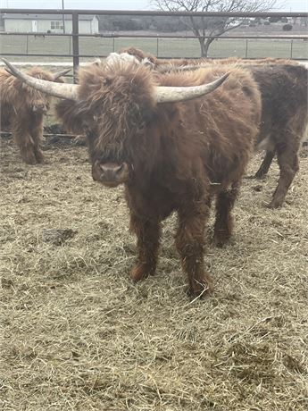 WildLife Buyer, LLC. - Mini Highlander bull