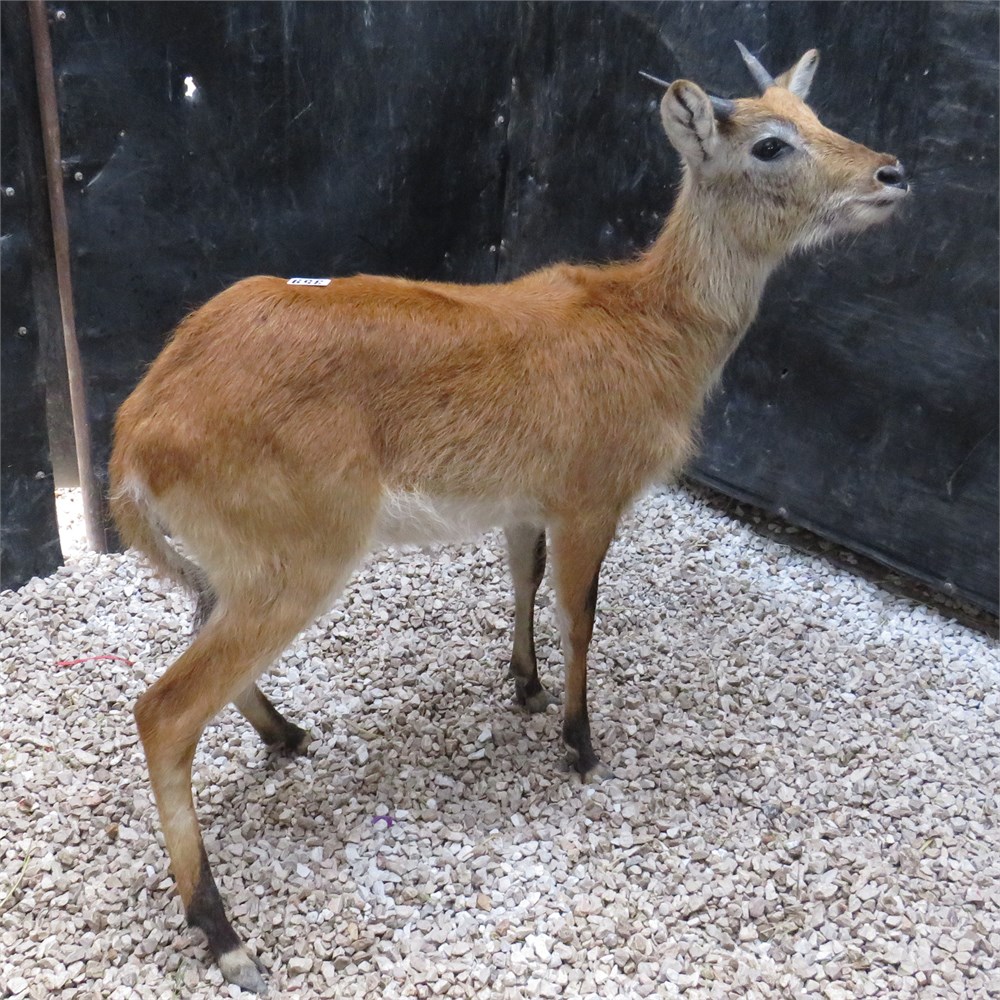 WildLife Buyer, LLC. - 1.0 RED LECHWE TAG#359 (OKB#4-4) - Ask About ...