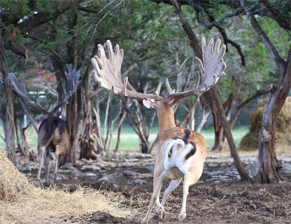 WildLife Buyer, LLC. - 1.0 GIANT PEDIGREED BREEDER FALLOW BUCK